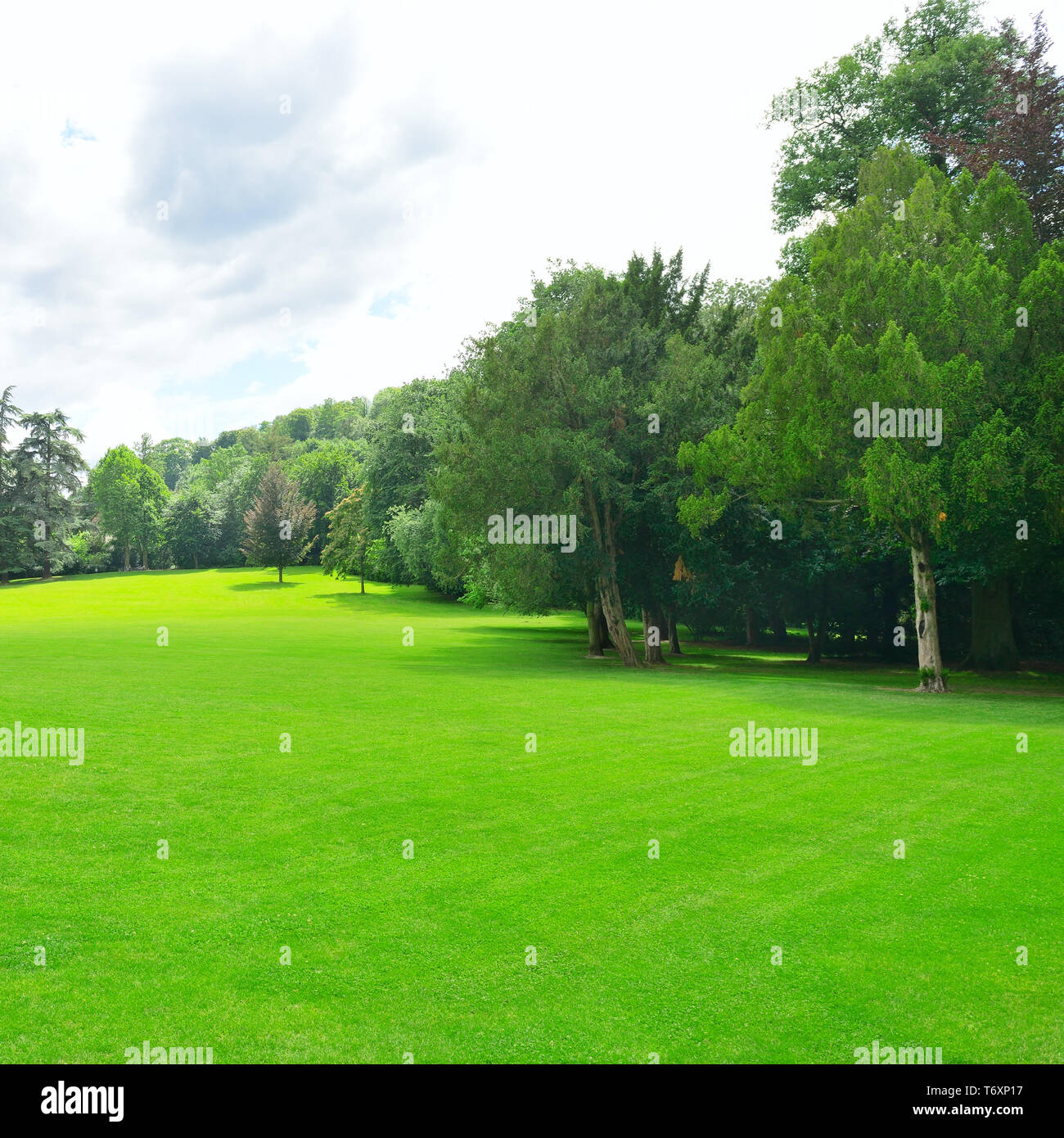 Beautiful meadow in the park Stock Photo - Alamy