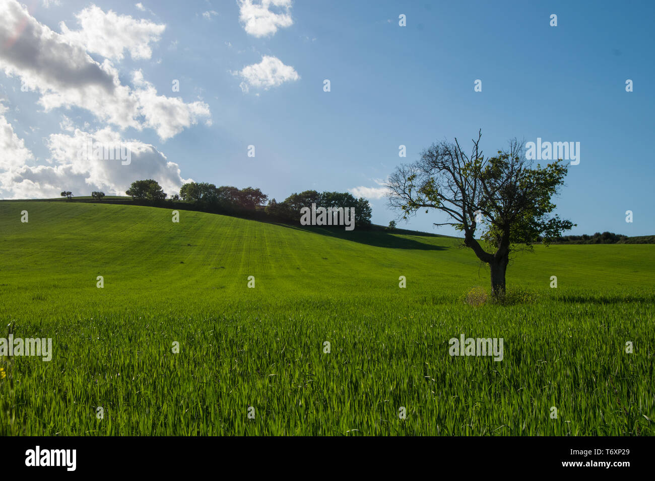 Campagna region hi-res stock photography and images - Alamy