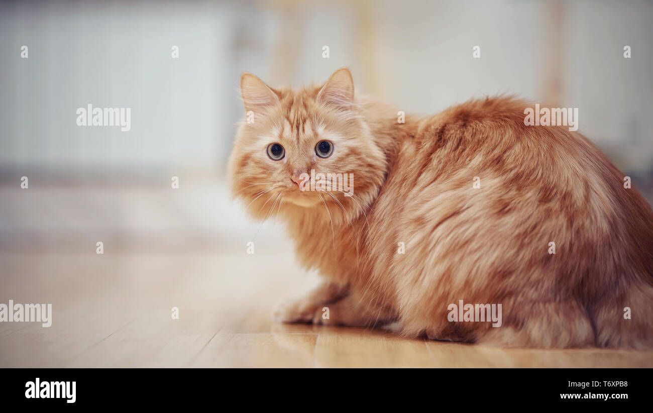 The striped red domestic cat on a floor Stock Photo - Alamy