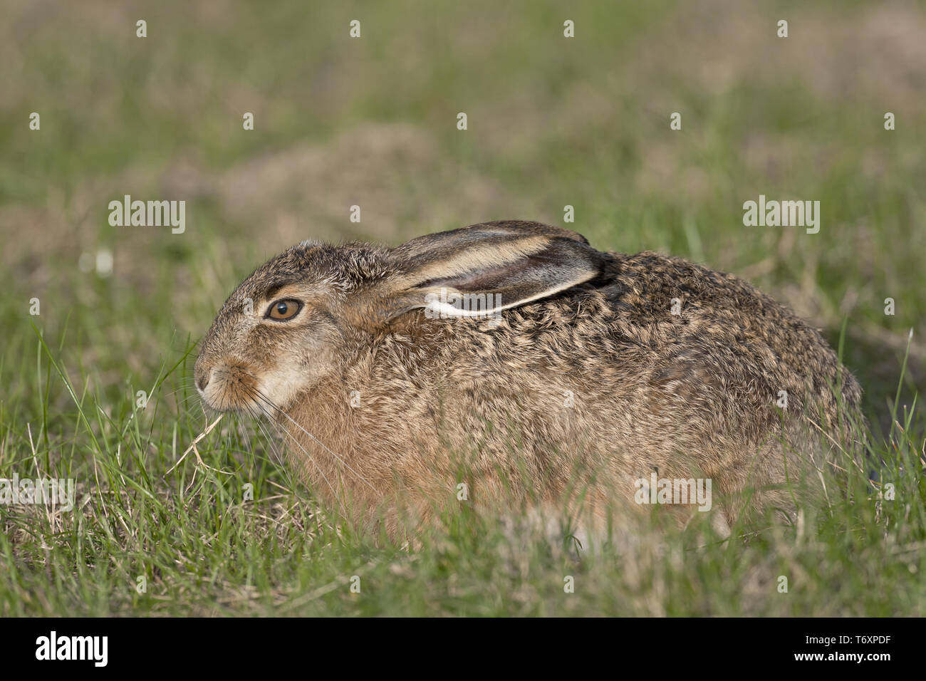 European Hare / Brown Hare / leveret / Lepus europaeus Stock Photo - Alamy
