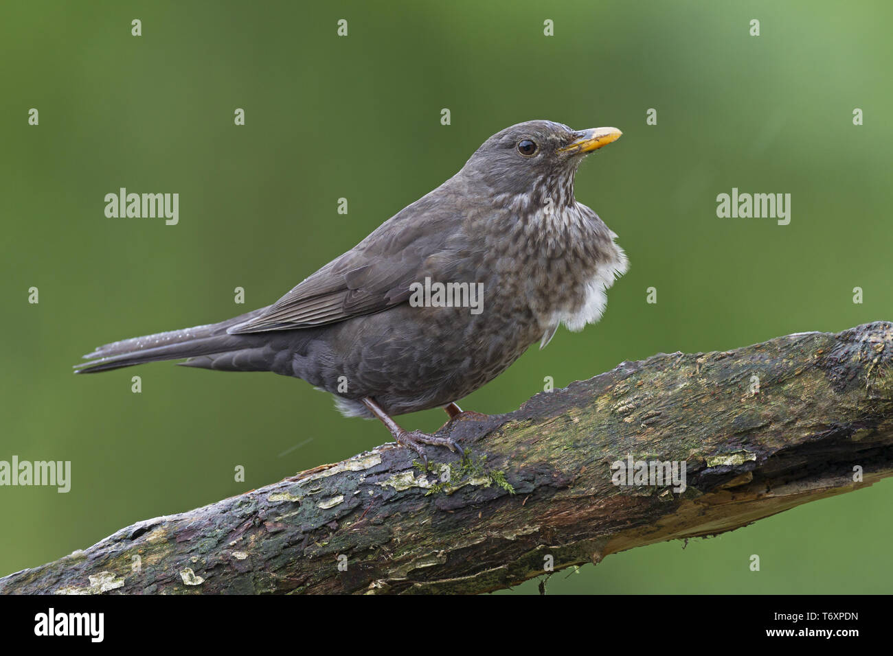 Female common eurasian blackbird hi-res stock photography and images ...