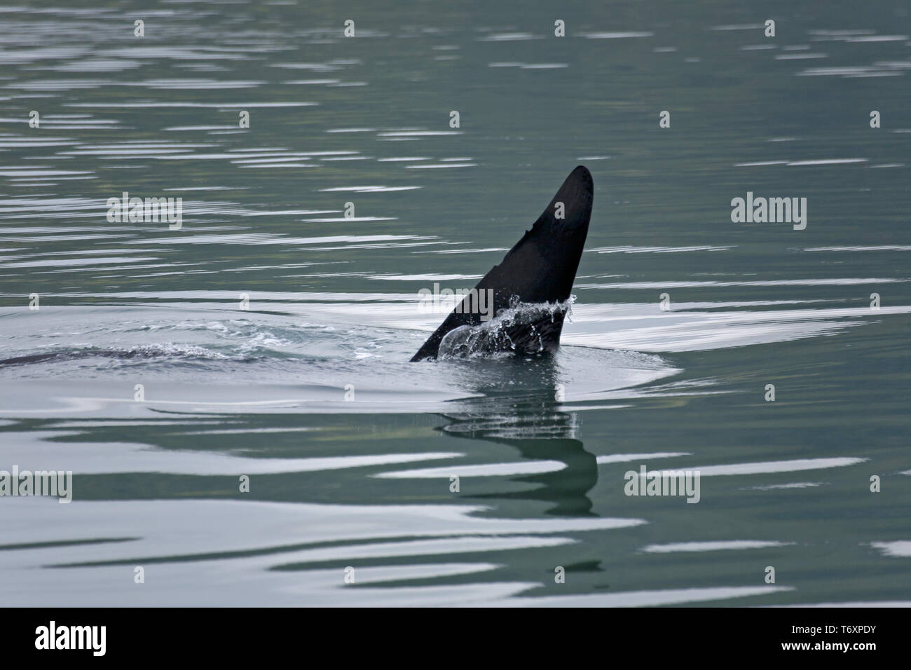 Orca / Killer Whale / male / Orcinus orca Stock Photo - Alamy
