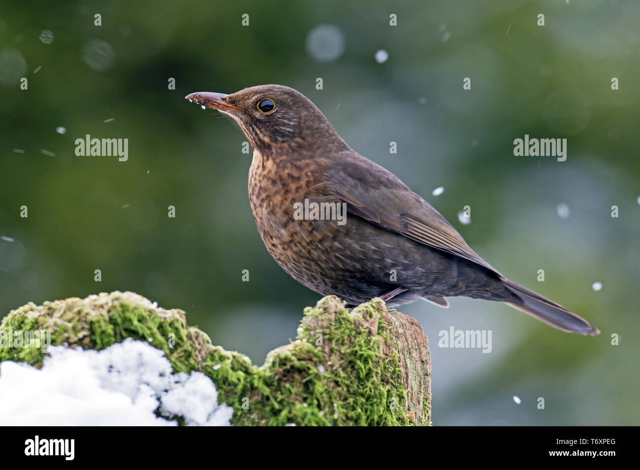 Eurasian blackbird female hi-res stock photography and images - Alamy