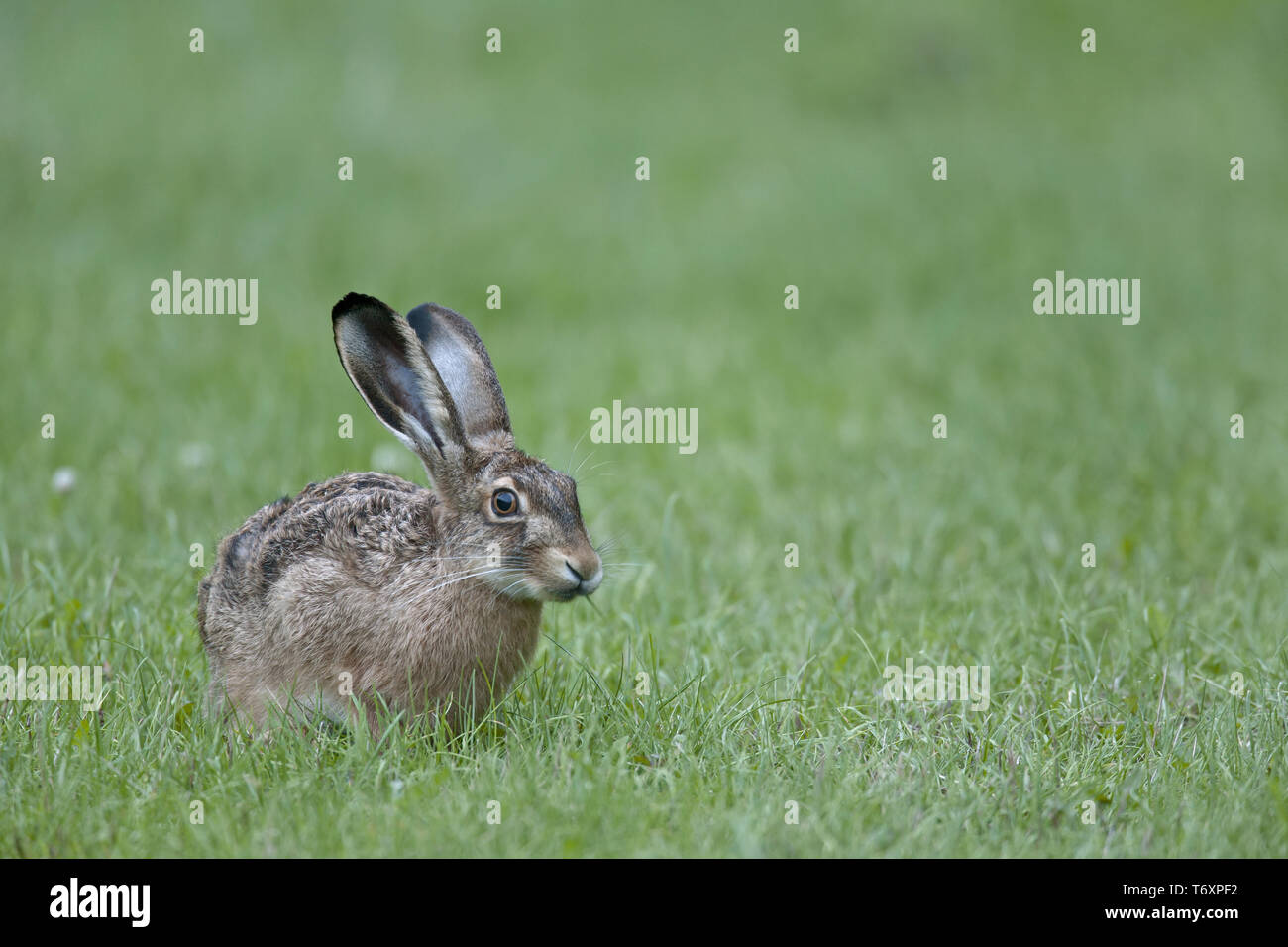 Brown hare european hare leveret hi-res stock photography and images ...