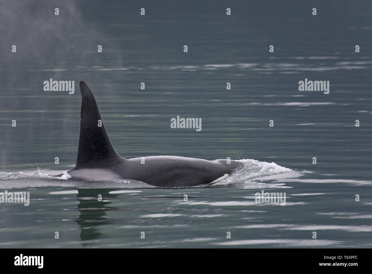 Orca / Killer Whale / male / Orcinus orca Stock Photo - Alamy