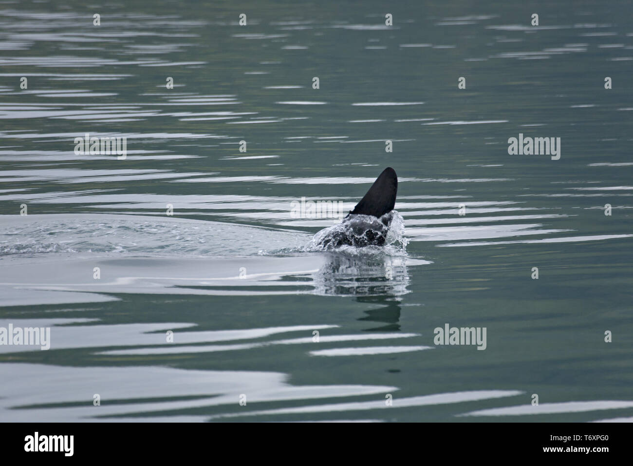 Killer orca hi-res stock photography and images - Alamy