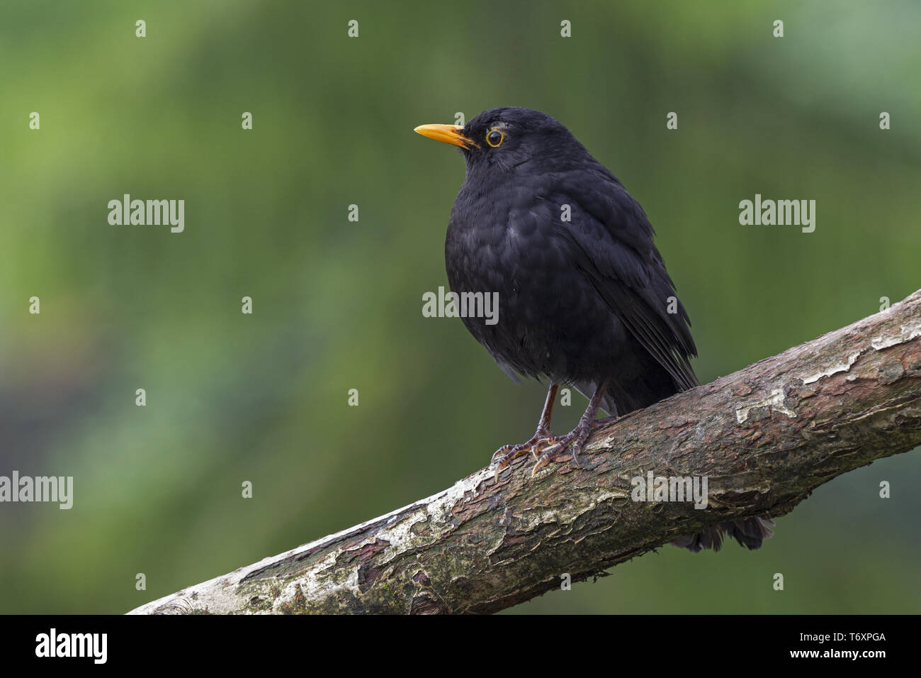 Common Blackbird / Eurasian Blackbird / male / Turdus merula Stock ...