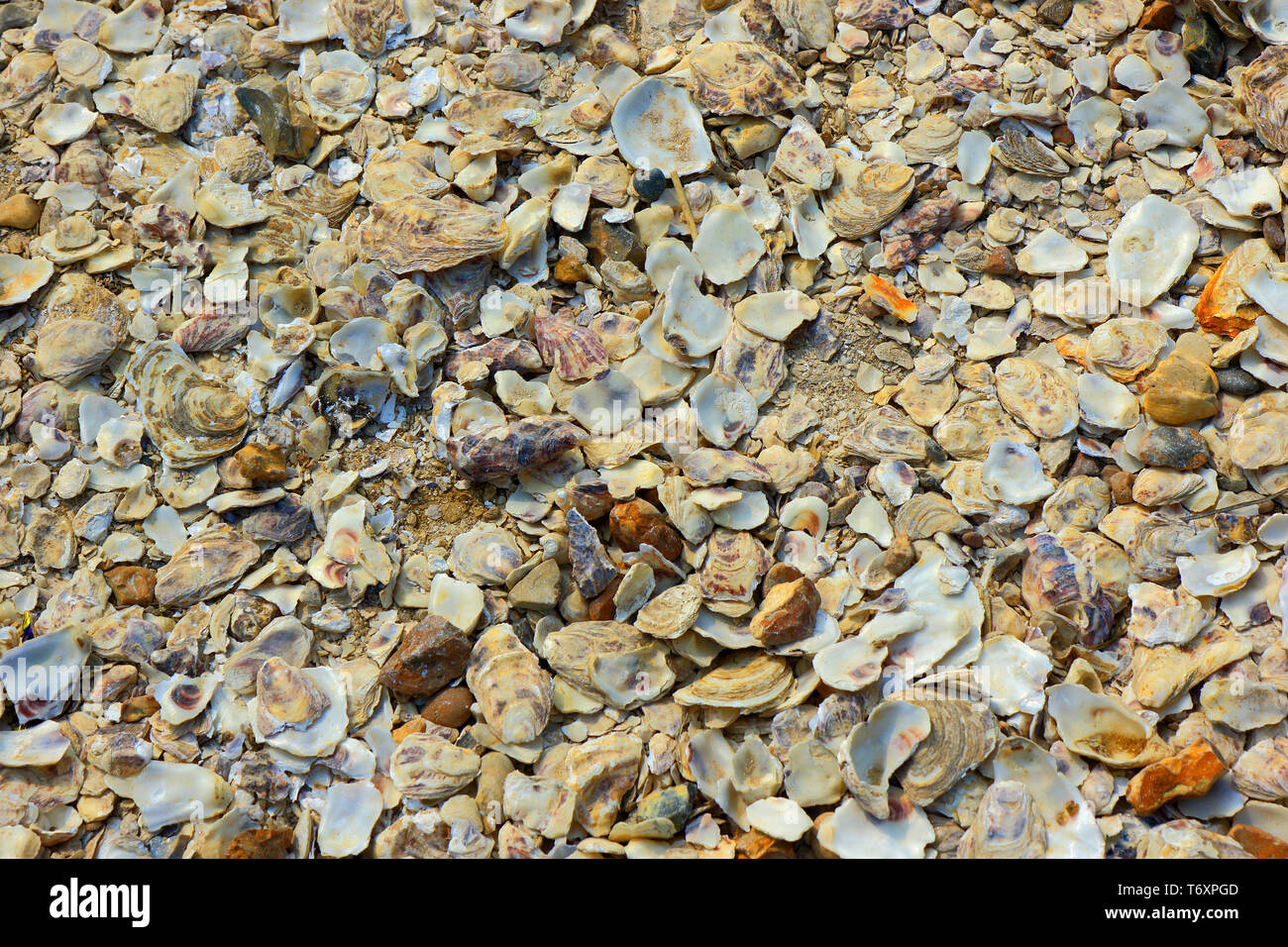 Pile of oyster shells hi-res stock photography and images - Alamy