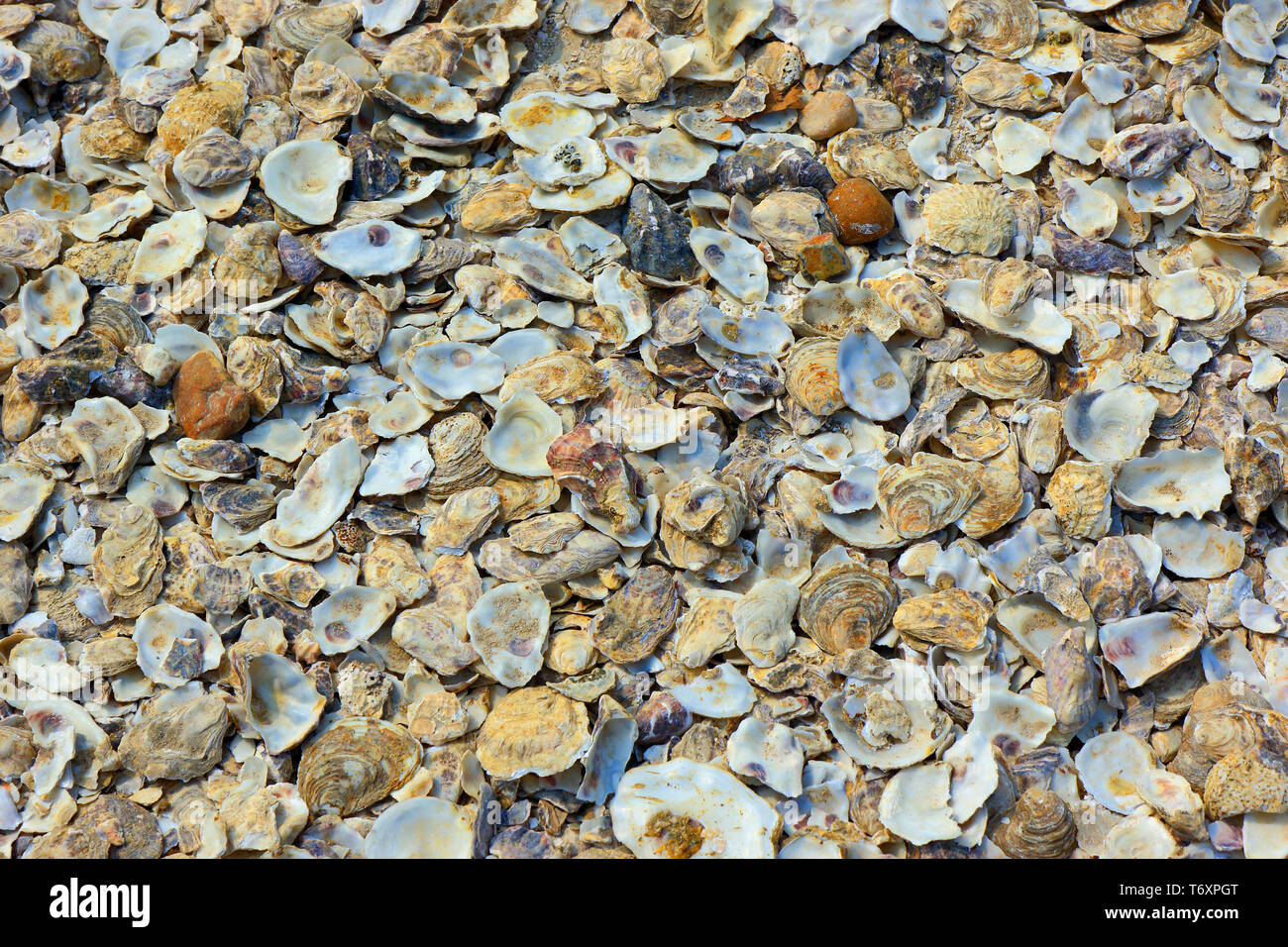 Oyster shell pile hi-res stock photography and images - Alamy