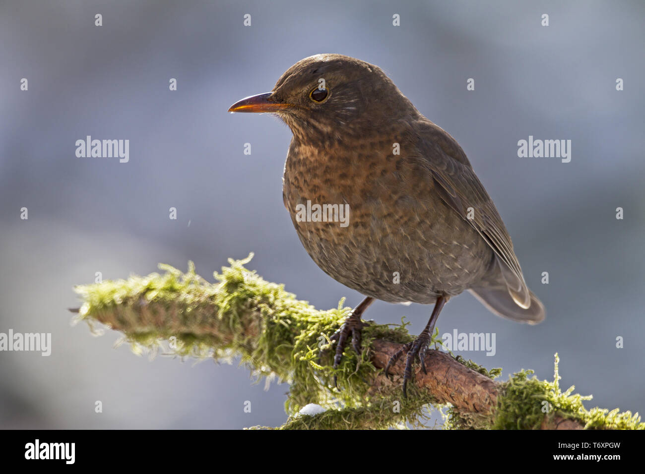 Female common eurasian blackbird hi-res stock photography and images ...