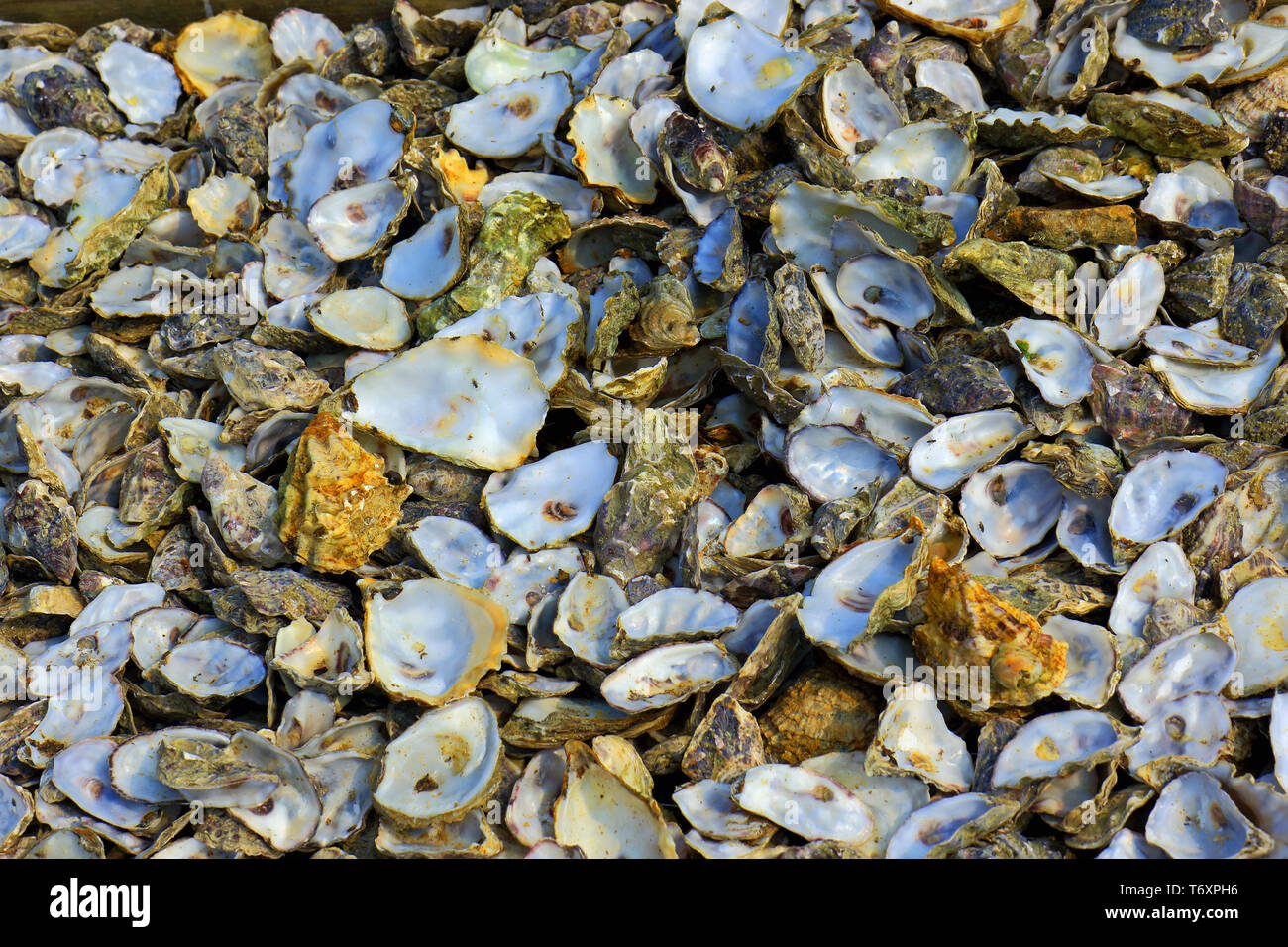 Pile of oyster shells hi-res stock photography and images - Alamy