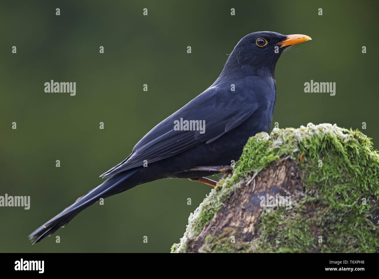 Common Blackbird / Eurasian Blackbird / male / Turdus merula Stock ...