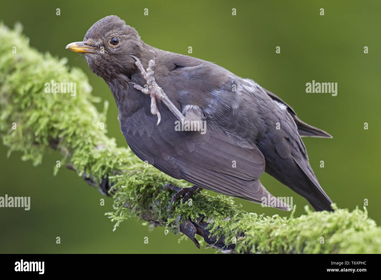 Common Blackbird / Eurasian Blackbird / female / Turdus merula Stock ...