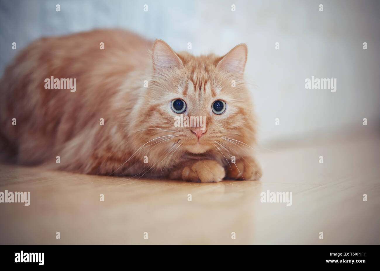 The striped red domestic cat lies on a floor Stock Photo - Alamy