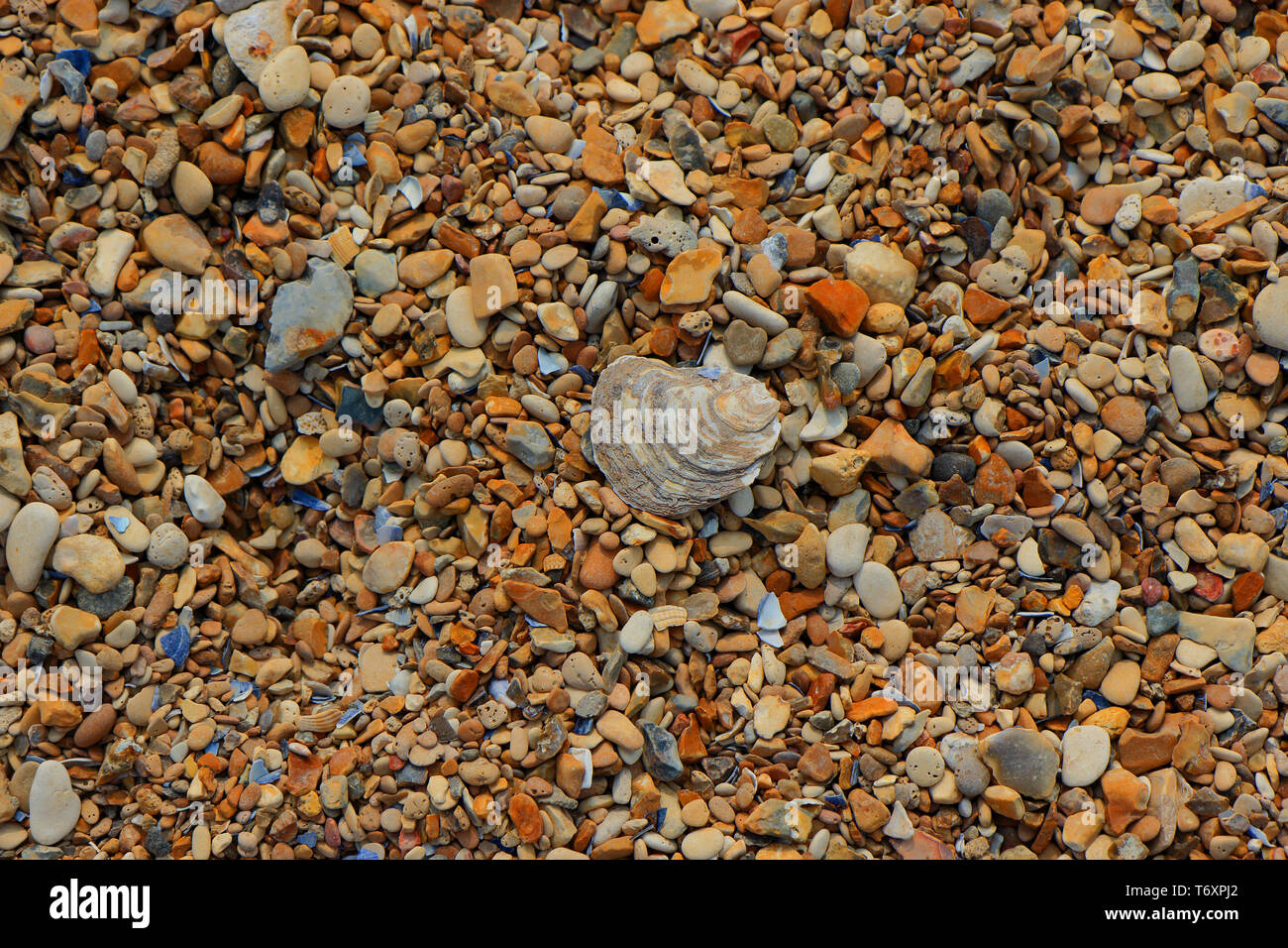 An old shell laying on a pebbled beach Stock Photo - Alamy