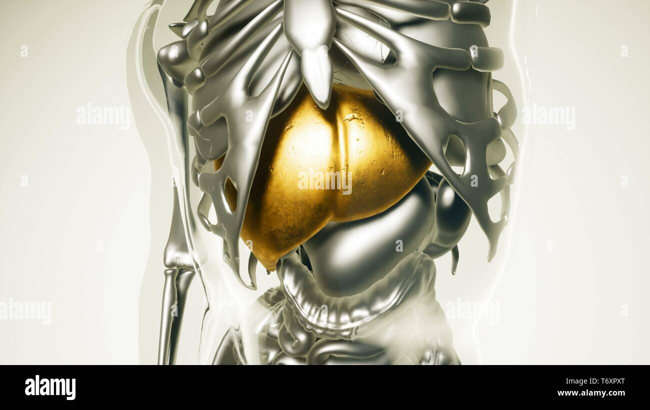 Human Stomach Model with all Organs and Bones Stock Photo - Alamy