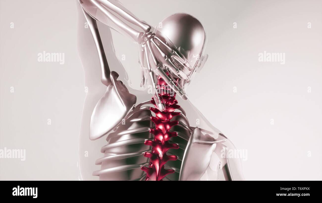 Human Spine Skeleton Bones Model with Organs Stock Photo - Alamy