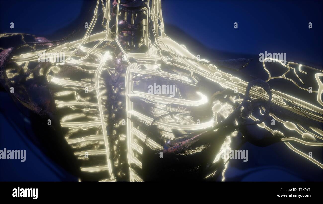 Human body glow blood vessels hi-res stock photography and images - Alamy