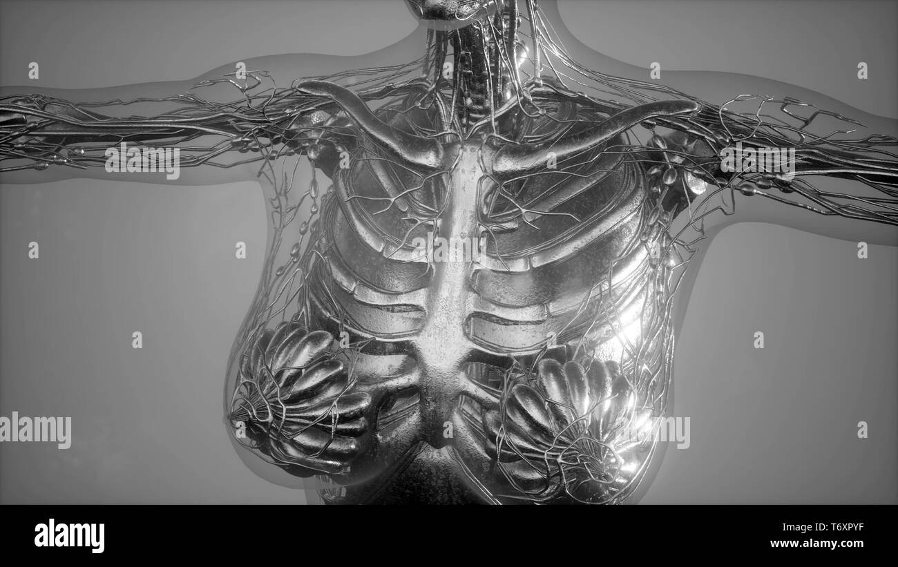 Anatomy Tomography Scan of Human Body Stock Photo - Alamy