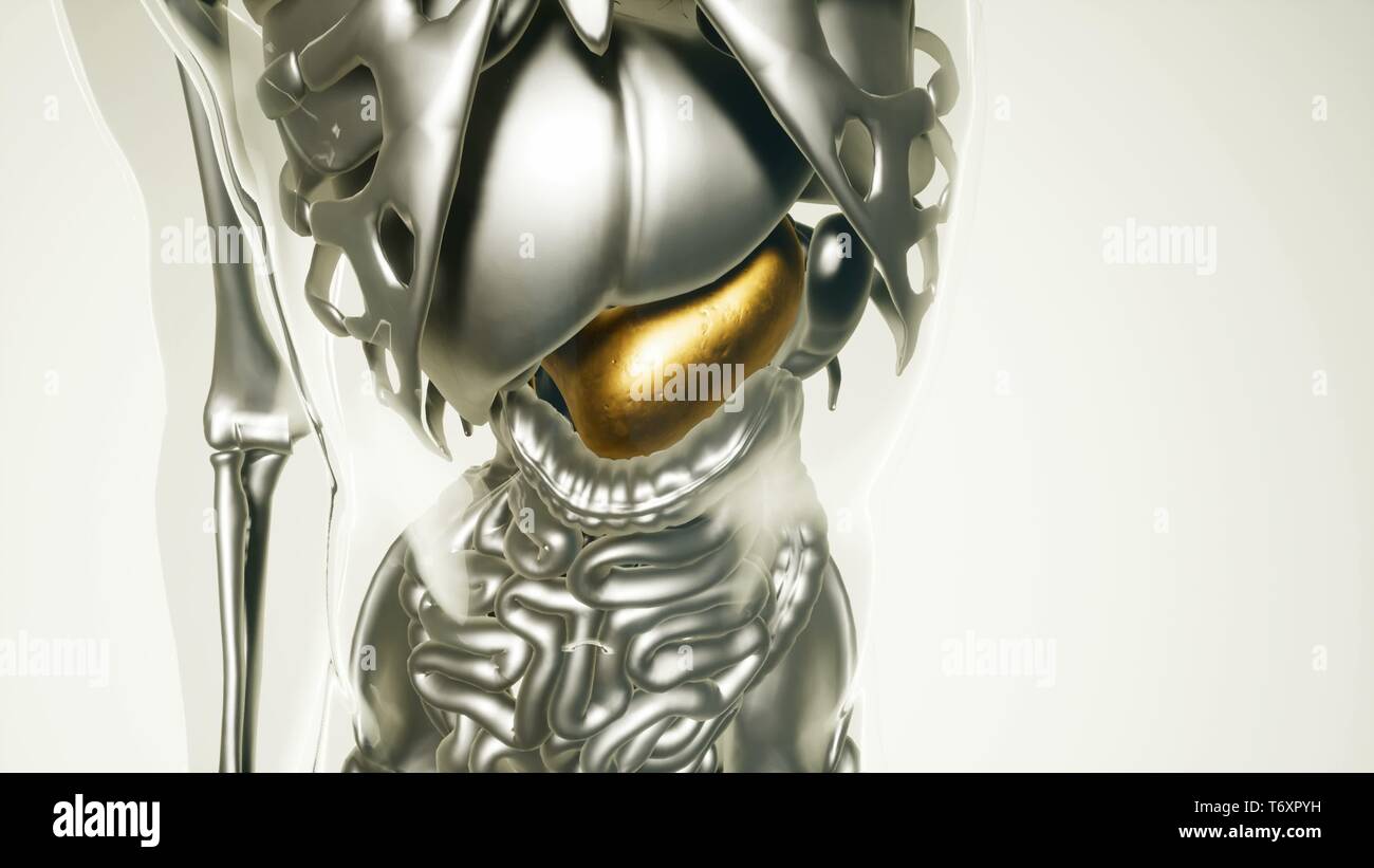 Human Stomach Model with all Organs and Bones Stock Photo - Alamy