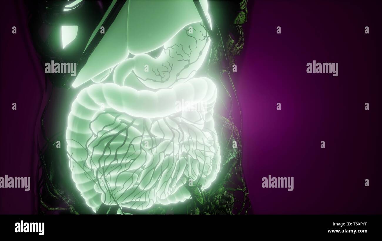 Human Body with Visible Digestive System Stock Photo - Alamy