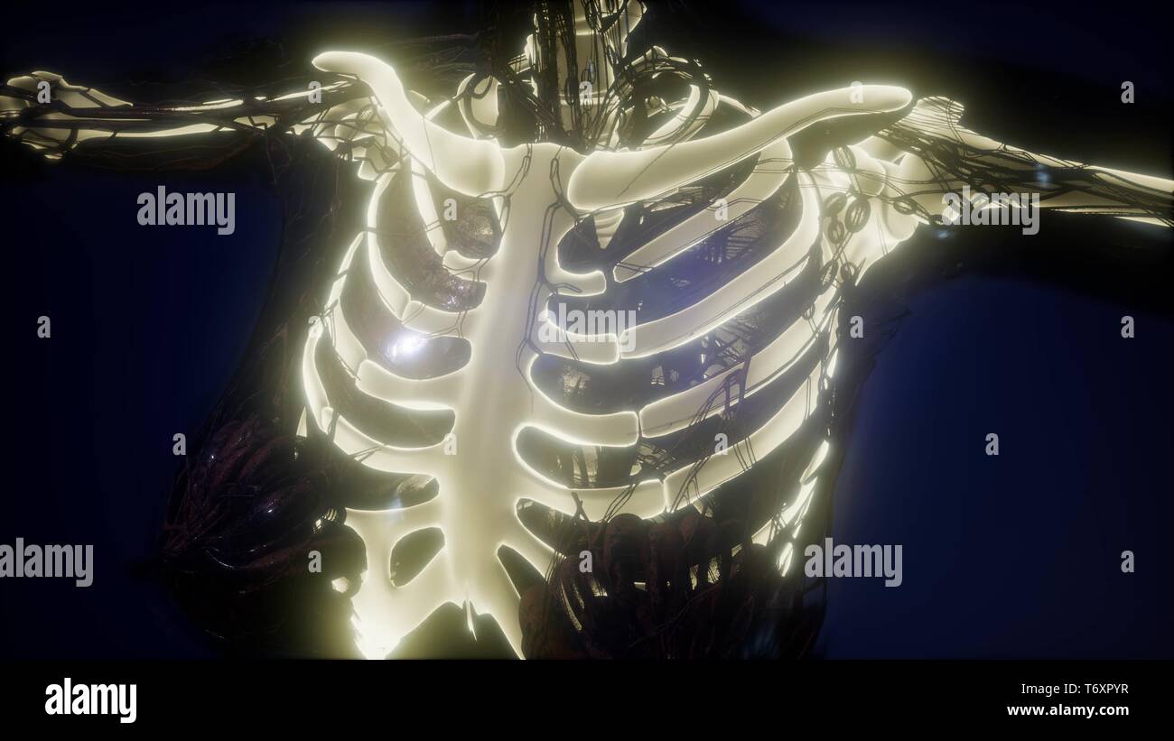 Human body visible skeletal bones hi-res stock photography and images ...