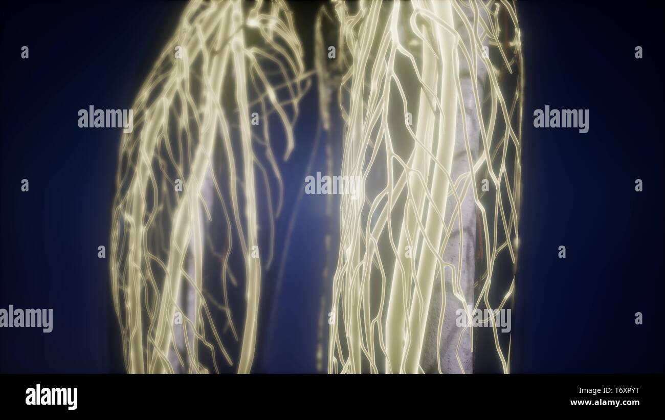 Human Body with Glow Blood Vessels Stock Photo - Alamy