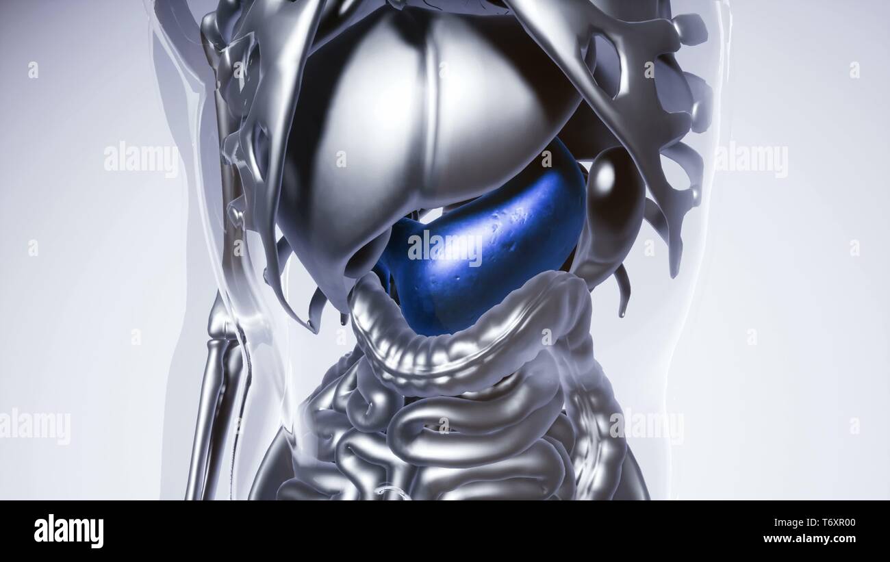 Human Stomach Model with all Organs and Bones Stock Photo - Alamy