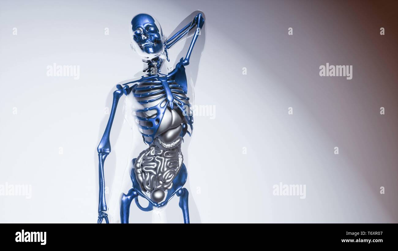 Human skeleton bones model hi-res stock photography and images - Alamy