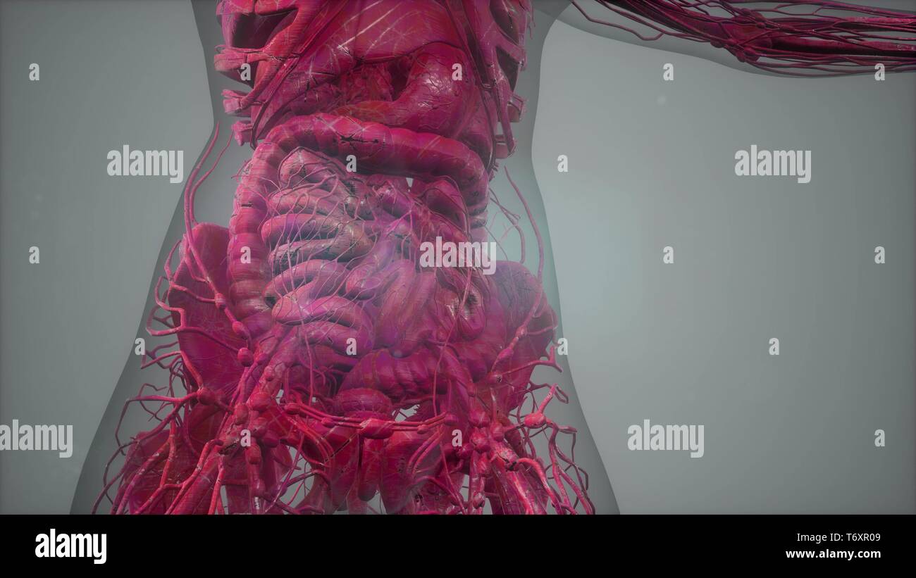 Anatomy Tomography Scan of Human Body Stock Photo - Alamy