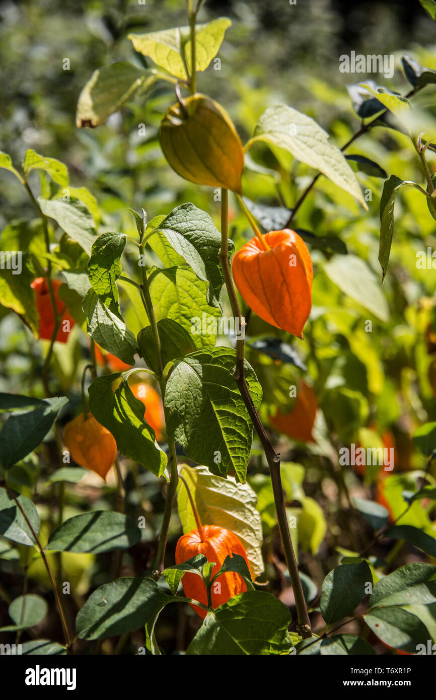 Lampion flower hi-res stock photography and images - Alamy