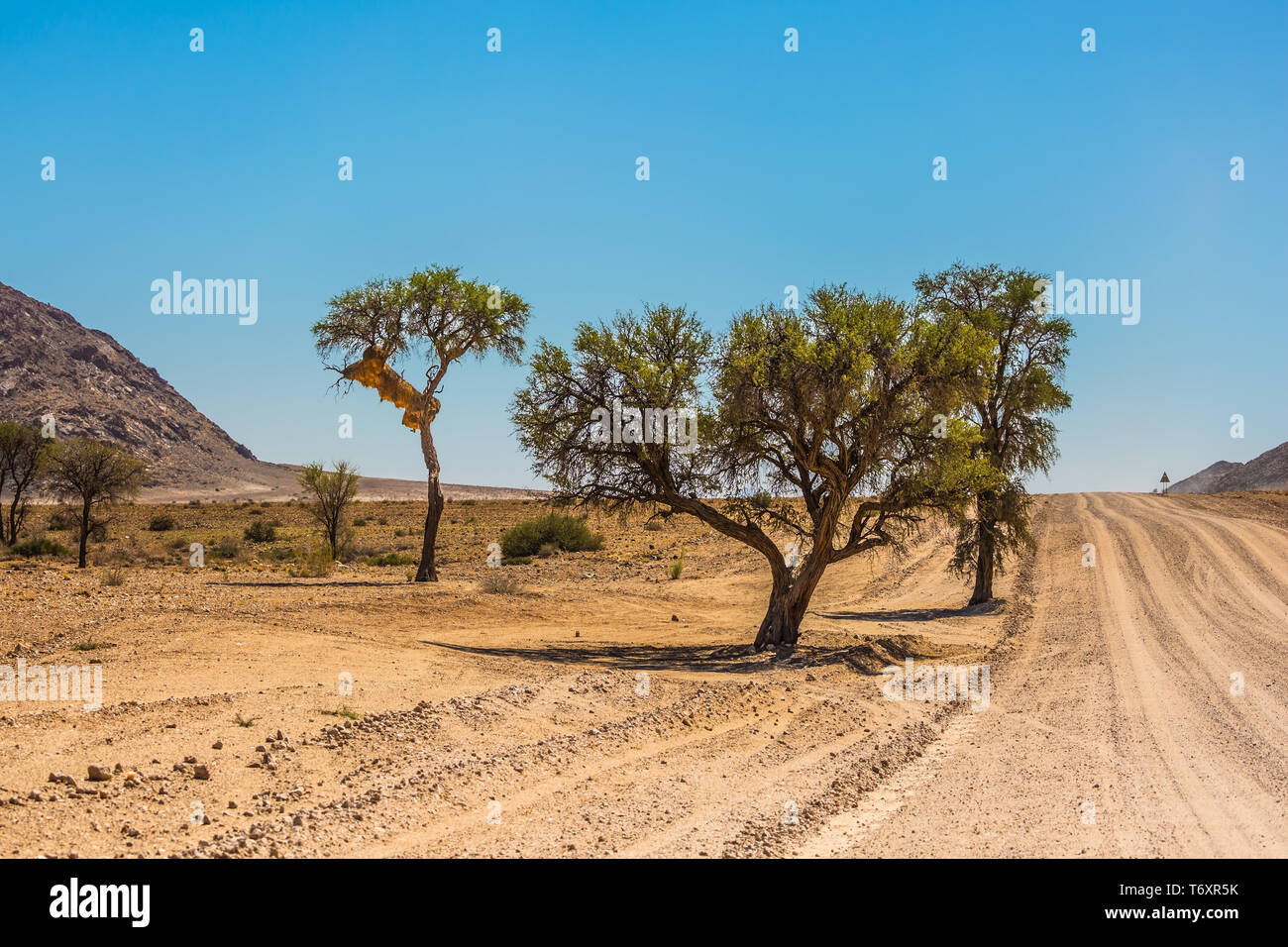 At a roadside tree - big nest tropical bird Stock Photo - Alamy