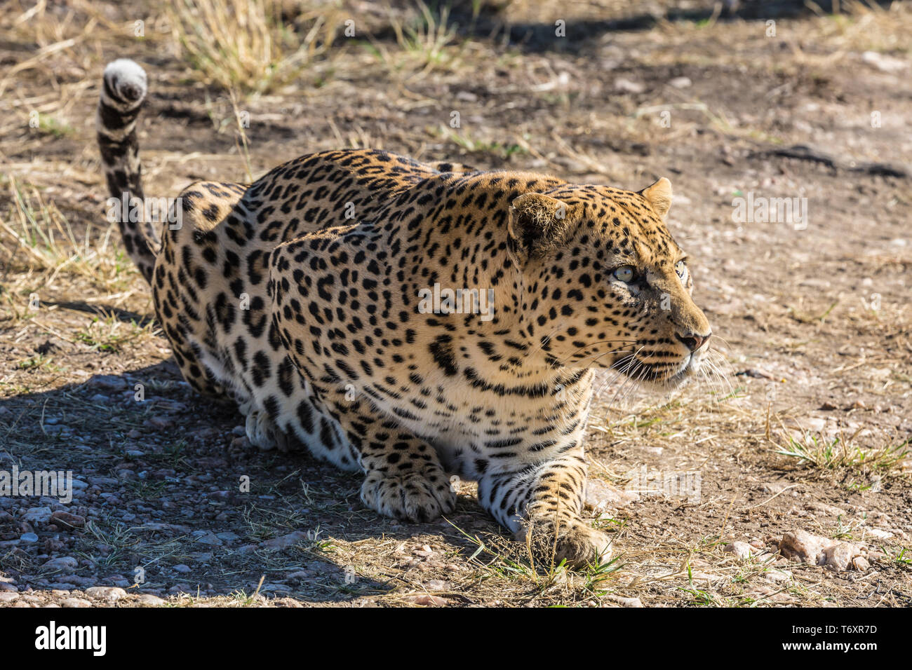 African spotted leopard resting Stock Photo - Alamy