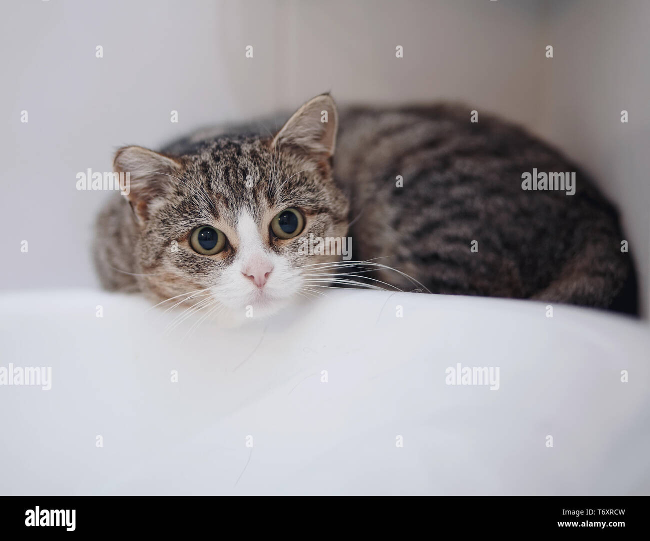 Scared cat tail hi-res stock photography and images - Alamy