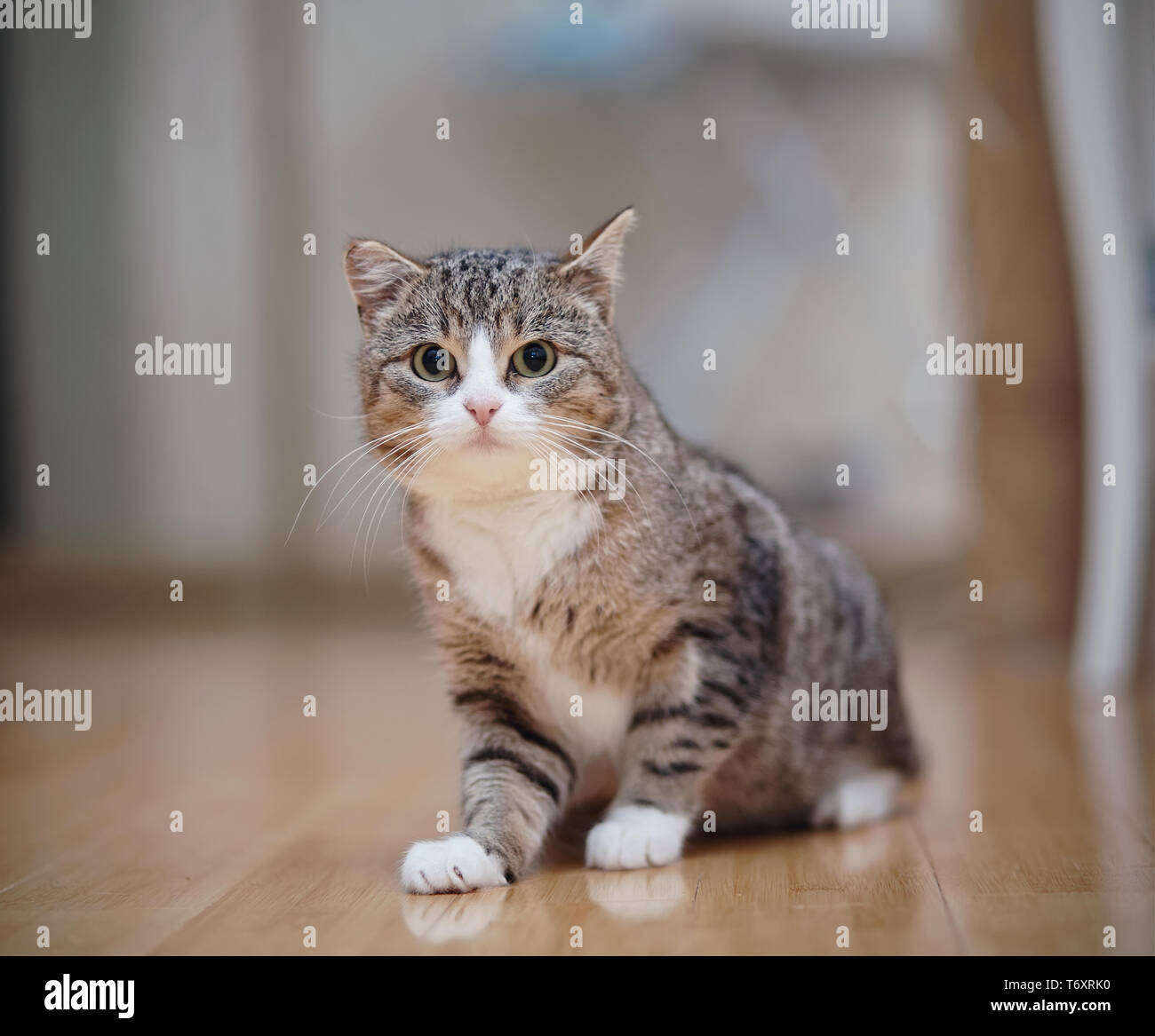 Gray striped angry domestic cat with white paws, sits Stock Photo - Alamy