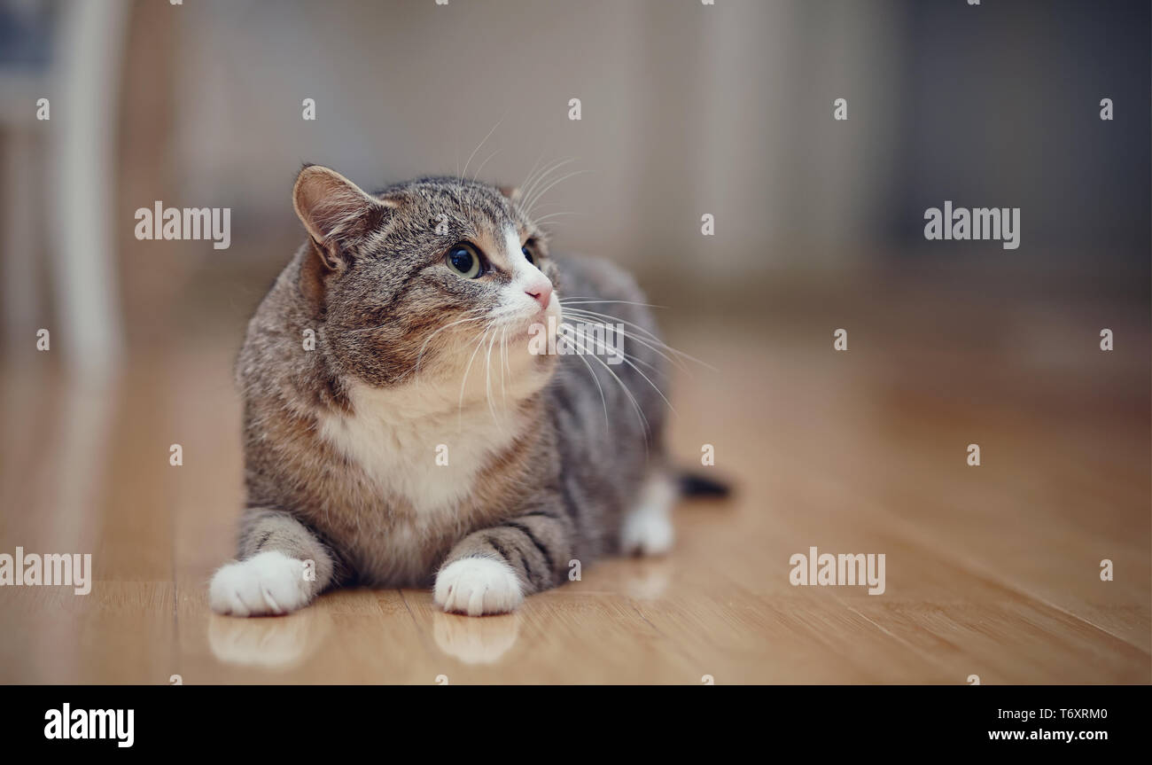 Tail vertebrate angry kitten hi-res stock photography and images - Alamy