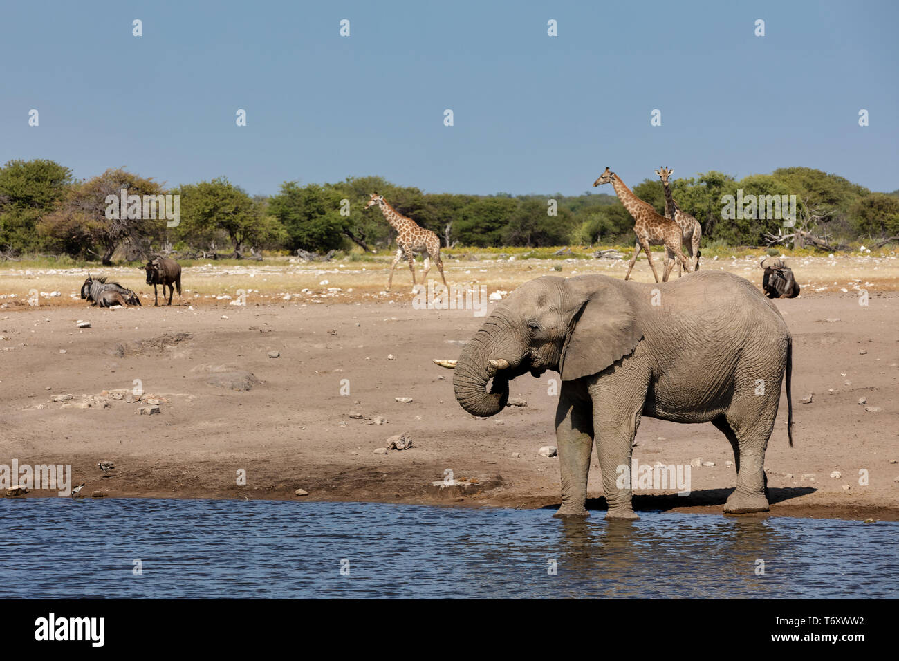 Safari en namibia hi-res stock photography and images - Alamy