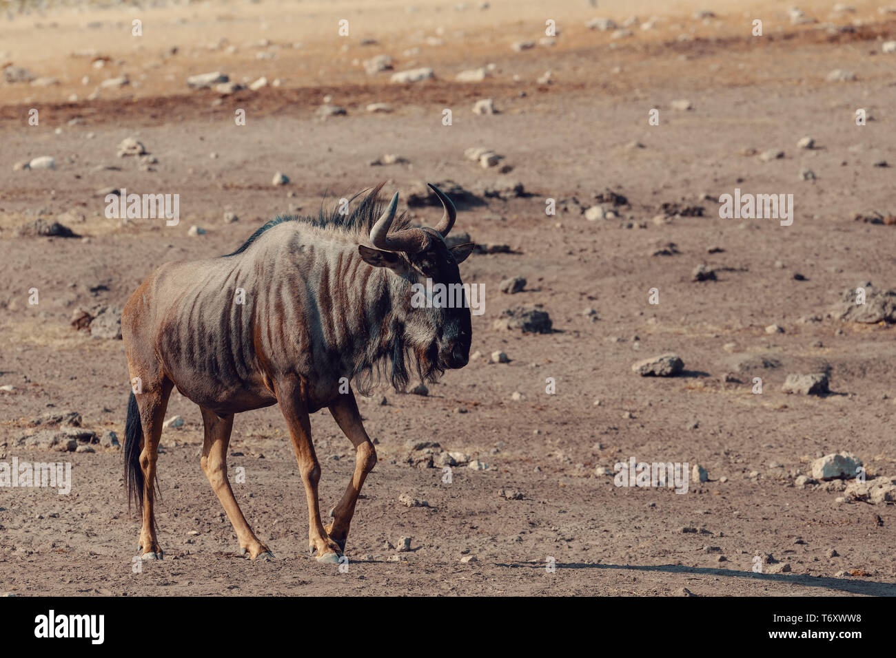 Blue Wildebeest Gnu, Namibia Africa wildlife safari Stock Photo - Alamy