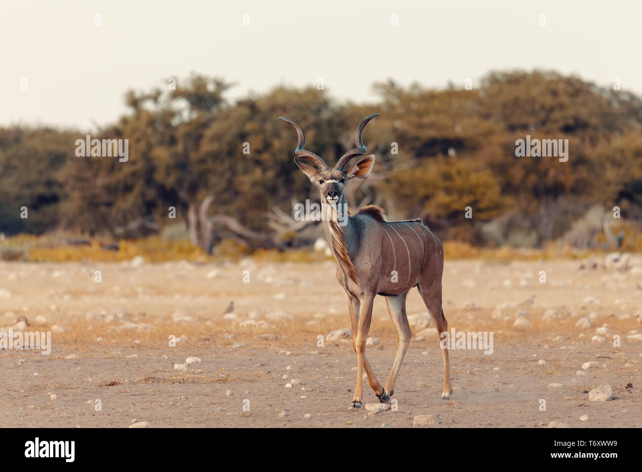 greater kudu Africa safari wildlife and wilderness Stock Photo - Alamy