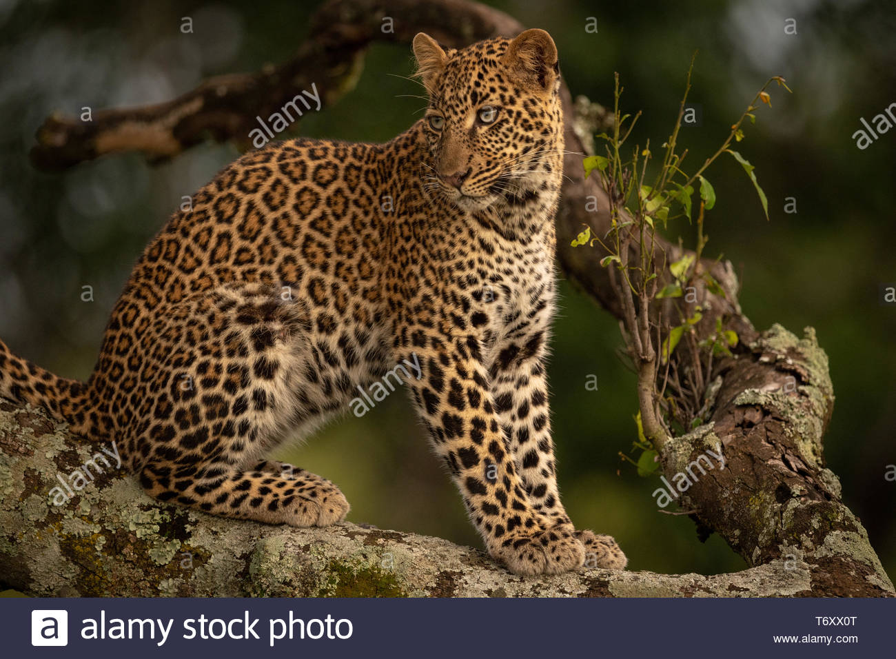 Leopard Sitting On Tree Stock Photos & Leopard Sitting On Tree Stock ...