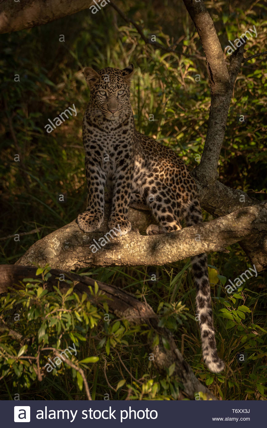Leopard Sitting On Tree Stock Photos & Leopard Sitting On Tree Stock ...