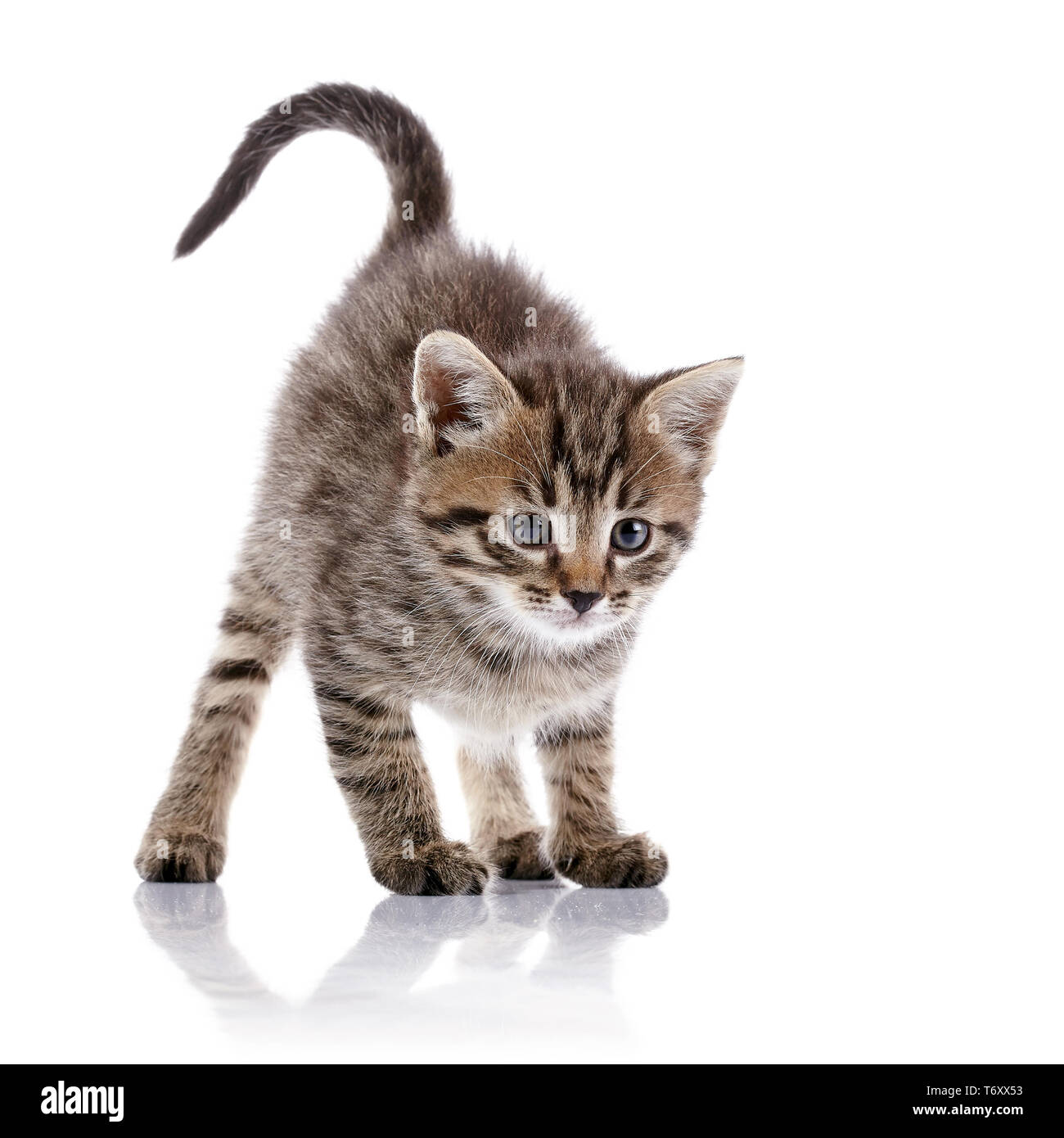 Angry playful Cut Out Stock Images & Pictures - Alamy