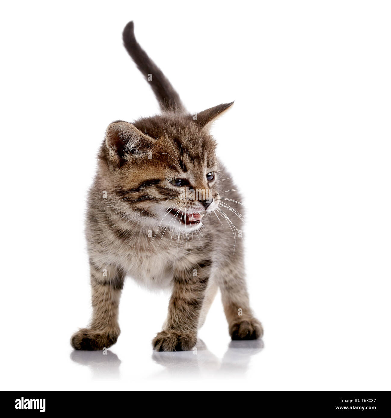 Dissatisfied Cut Out Stock Images & Pictures - Alamy