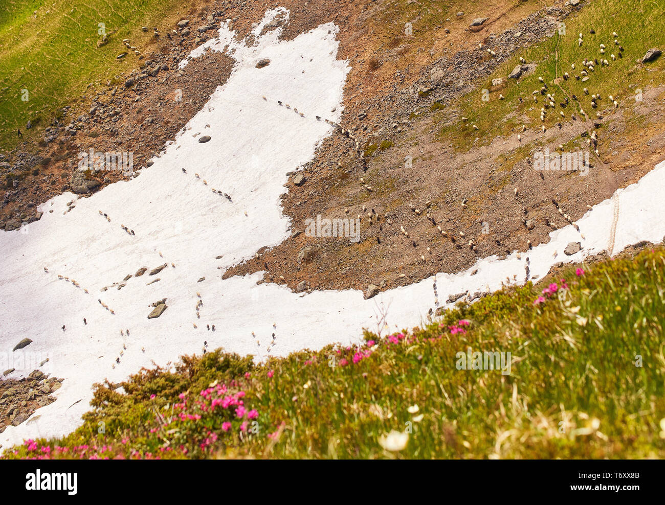 Dotted With Sheep High Resolution Stock Photography and Images - Alamy