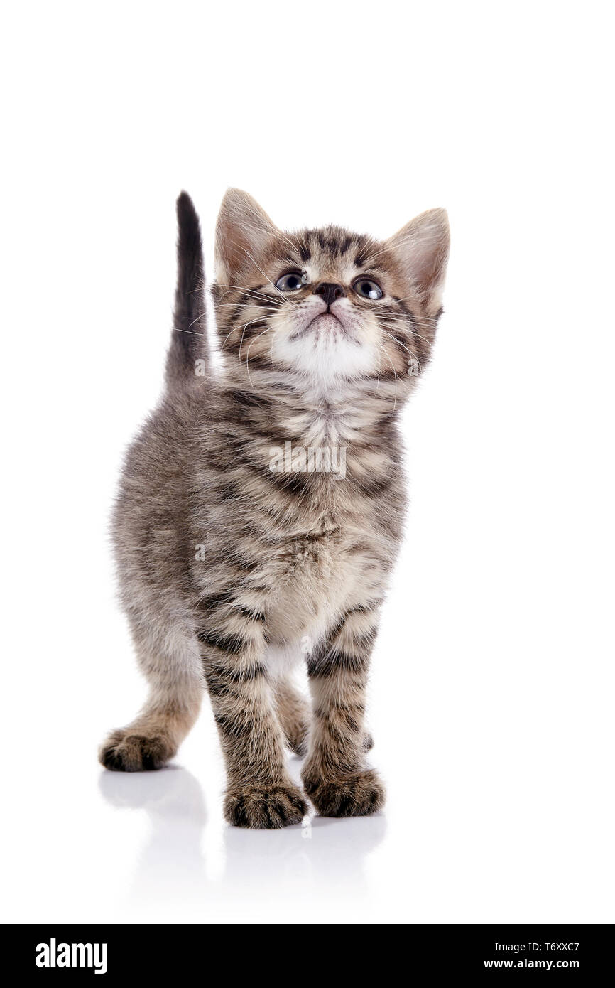 Fluffy cat looks up hi-res stock photography and images - Alamy