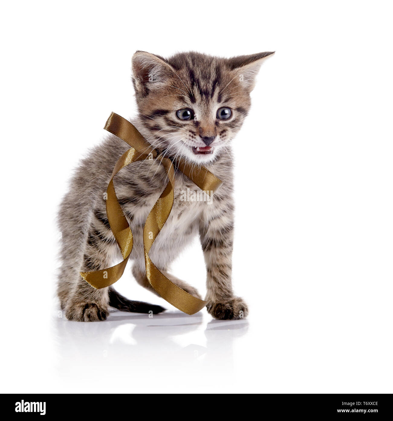 Tail vertebrate angry kitten hi-res stock photography and images - Alamy