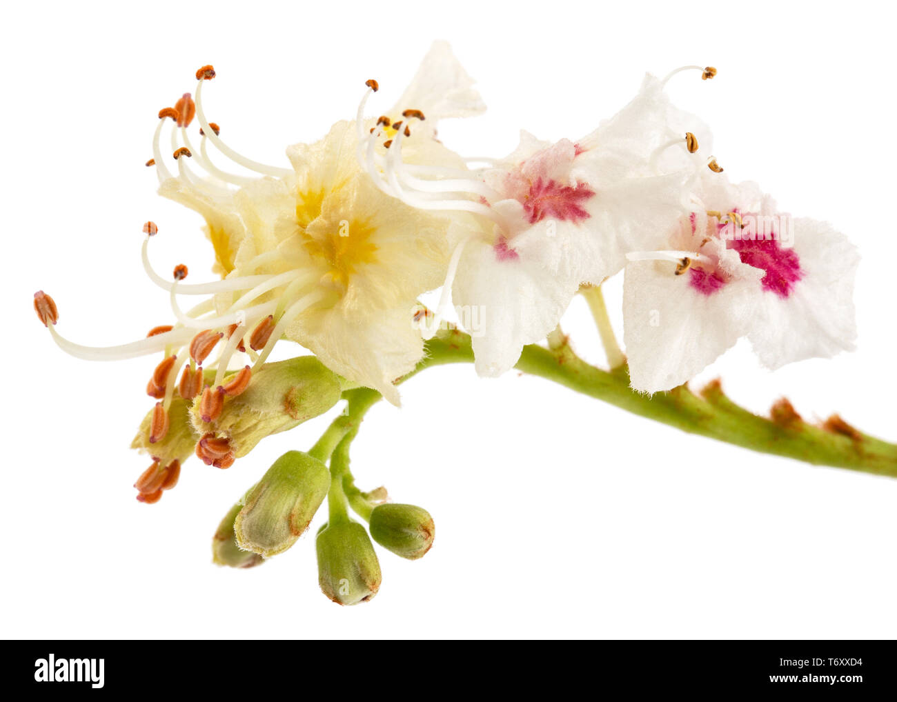 White chestnut flowers (Aesculus hippocastanum) close-up, isolated on ...