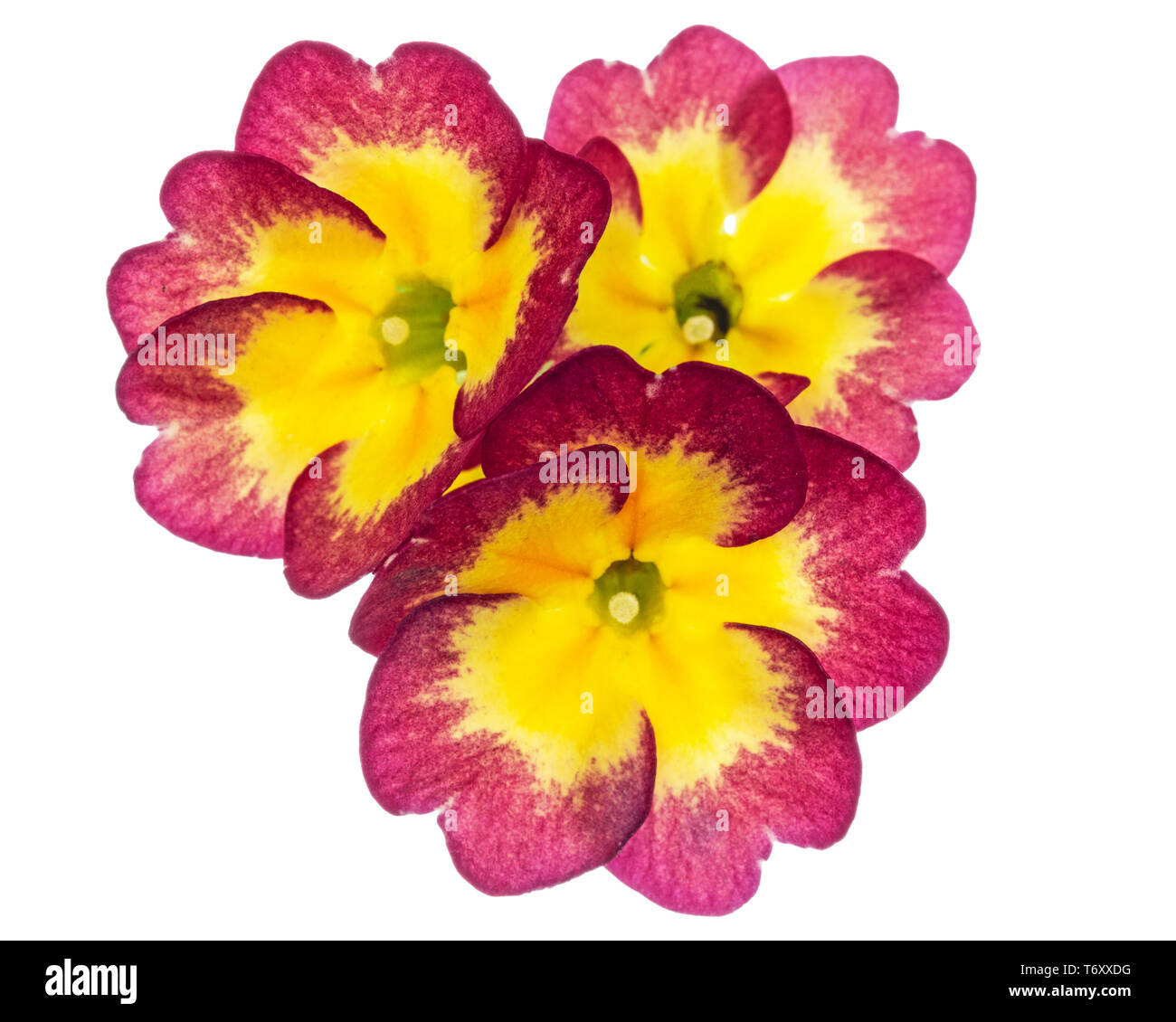 Flower of primrose, isolated on white background Stock Photo - Alamy