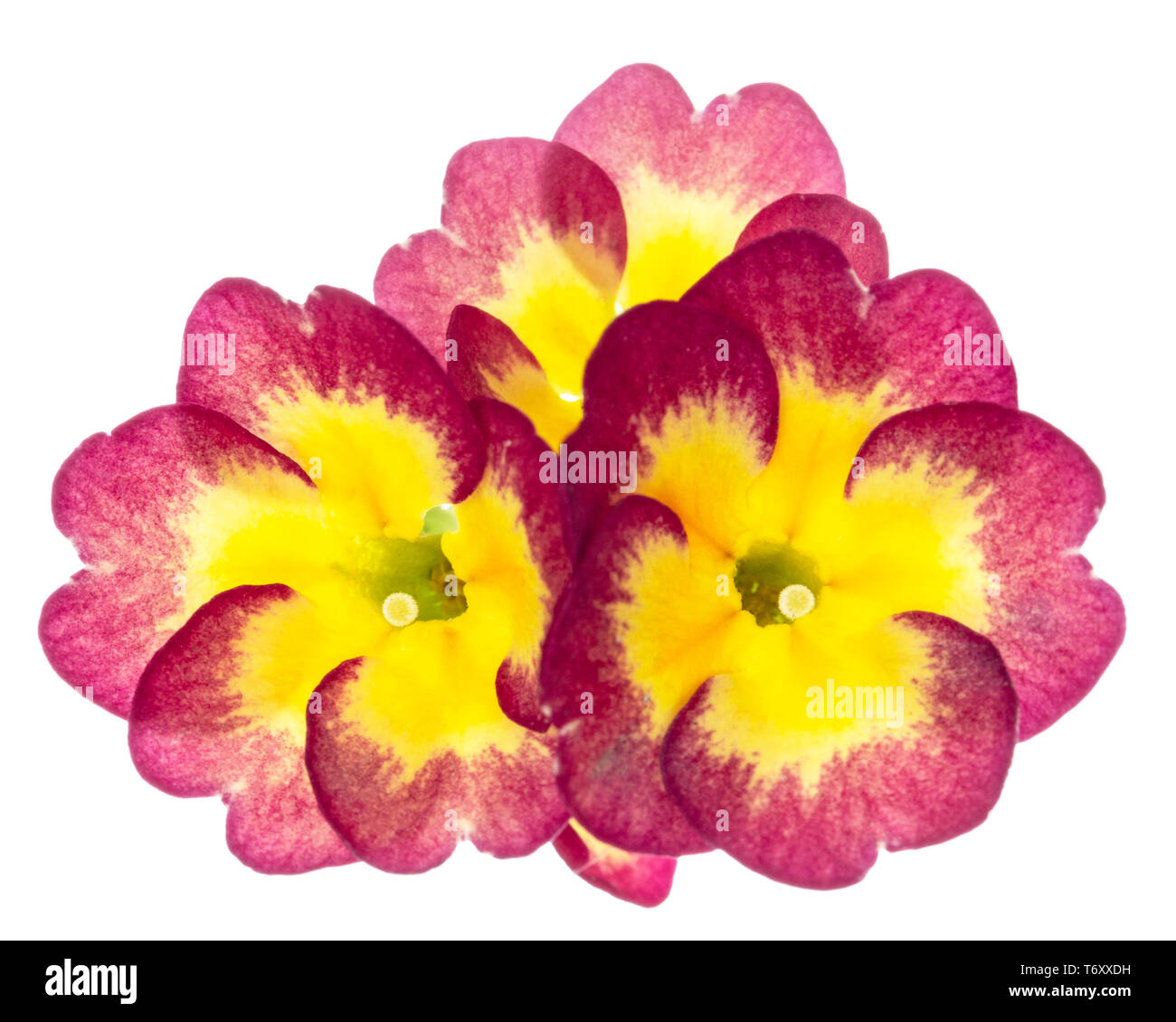 Flower of primrose, isolated on white background Stock Photo - Alamy