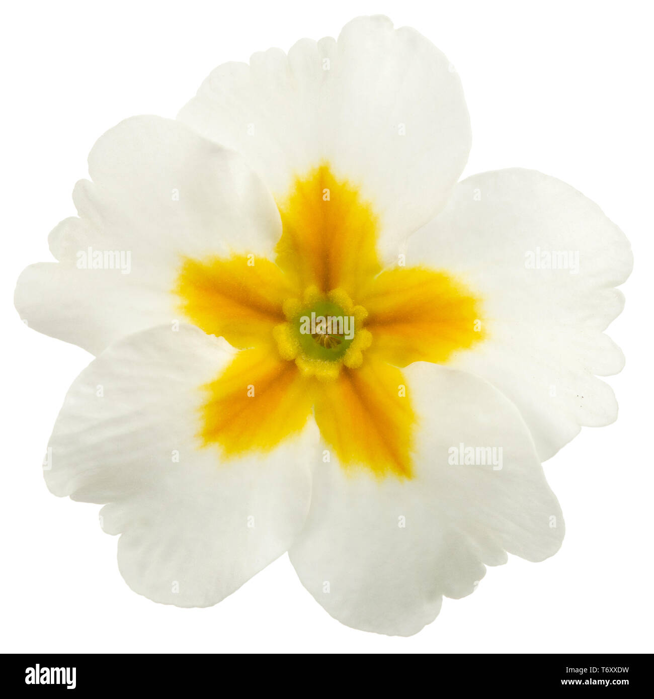 Flower of primrose, isolated on white background Stock Photo - Alamy